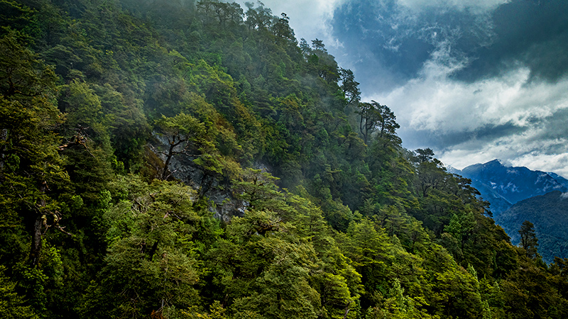 The Real Eco State | La importancia de conservar los bosques de Chile